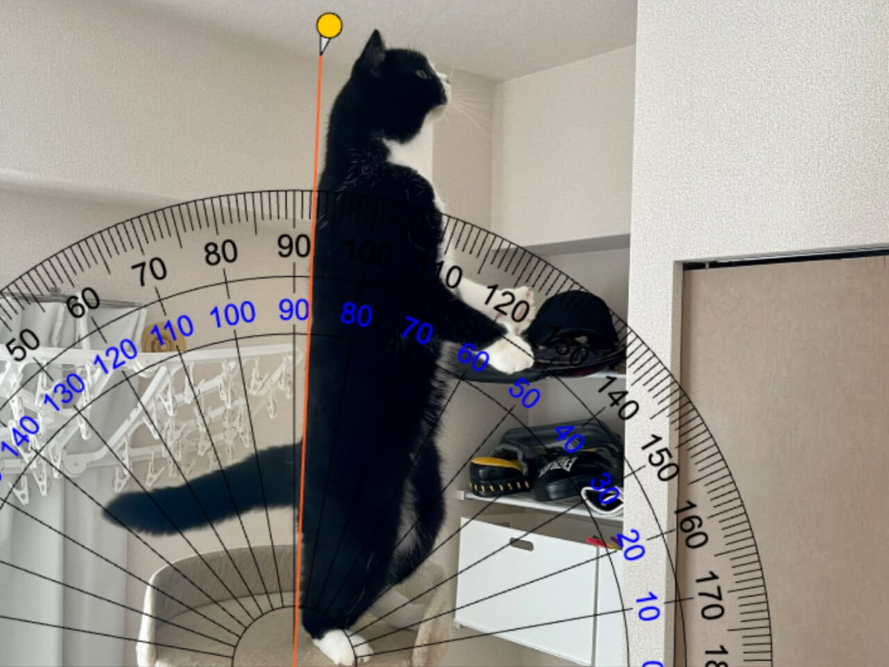 猫は2本足でまっすぐ立てるのか？本気を出した猫の背中を分度器で測ってみると…結果は88度→ほぼ垂直に立てることが判明 | Cat Press