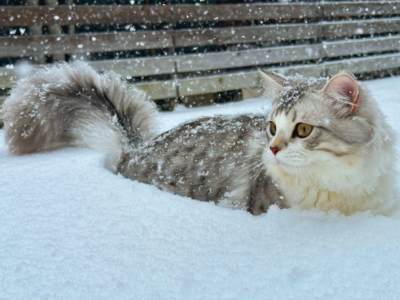 生まれて初めて雪を見たモフモフの猫ちゃん、降り積もる雪に半分埋もれてしまった姿が可愛すぎる Cat Press(キャットプレス)